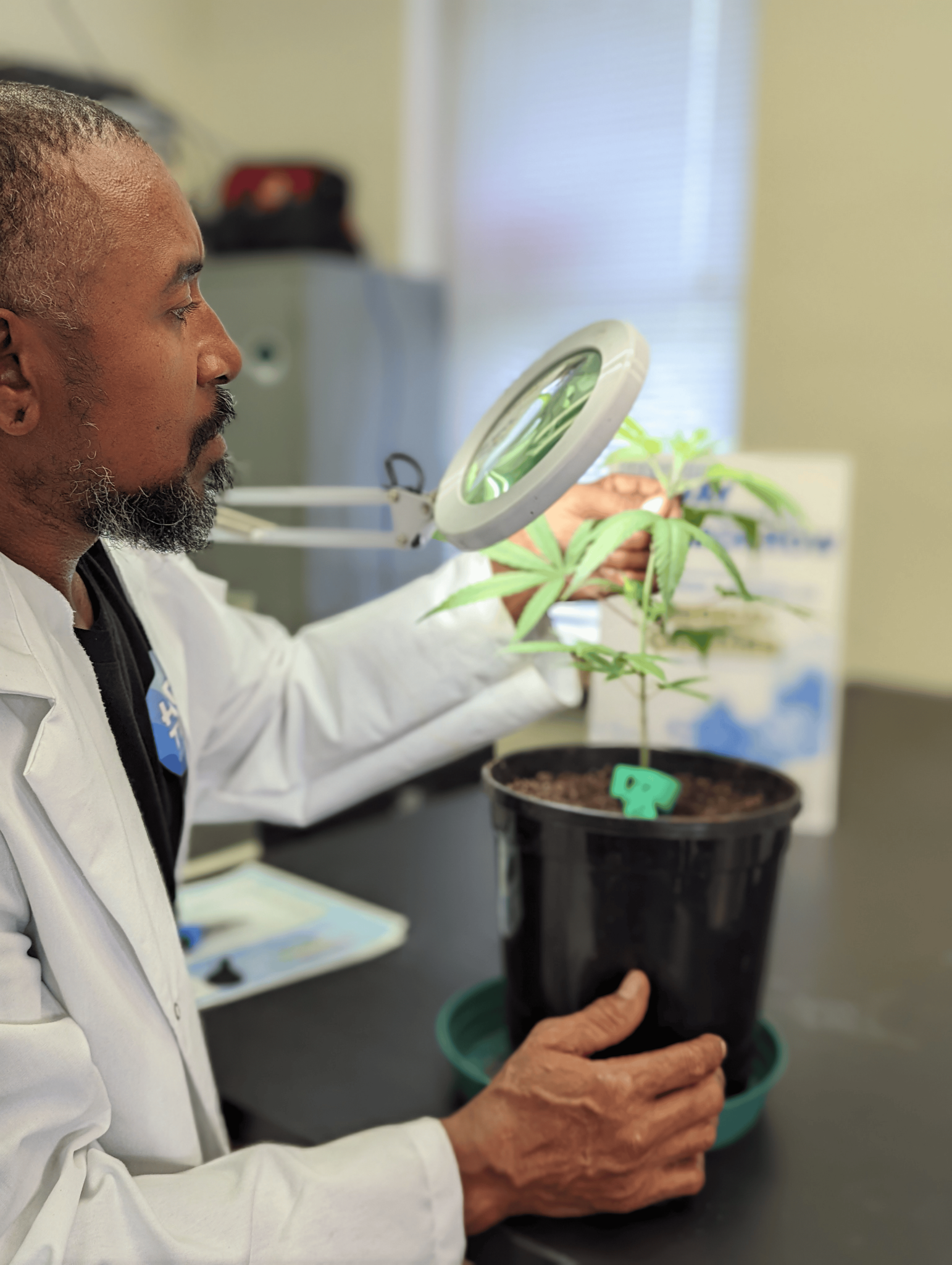 Cannabis Product Development Degree Program